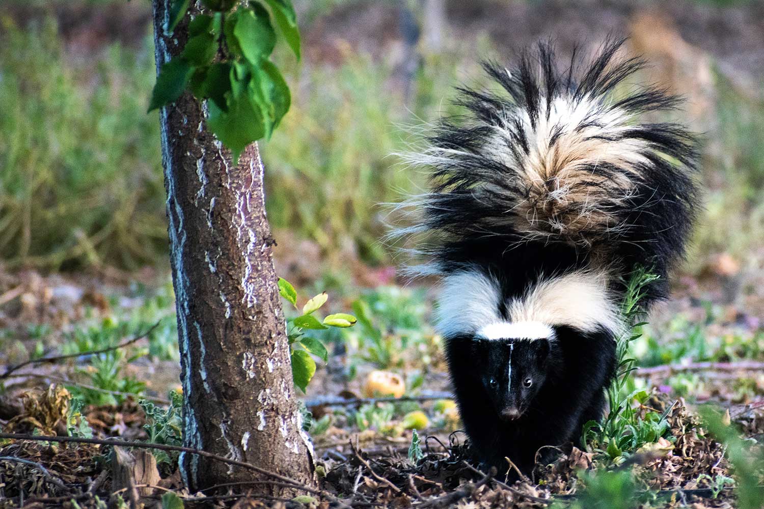 Skunk Removal in Boise, Meridian, ID and Treasure Valley