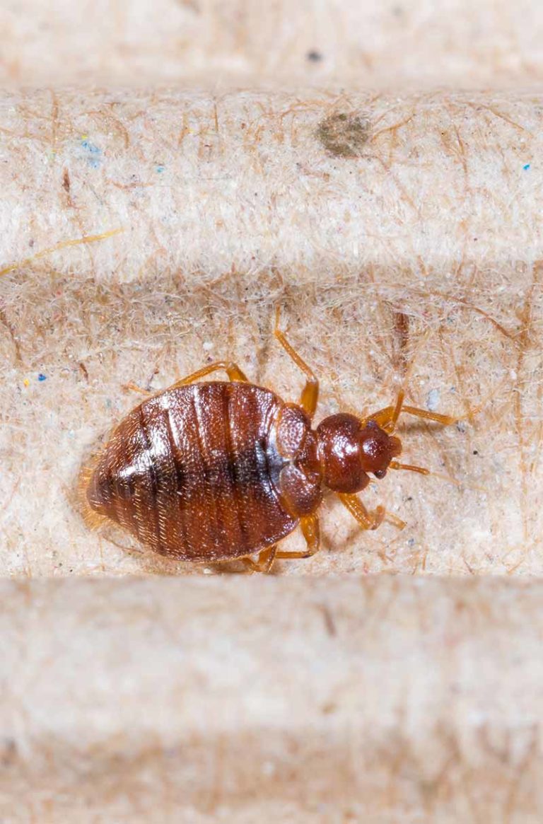 Cridder Ridder of Idaho | Bat Bugs