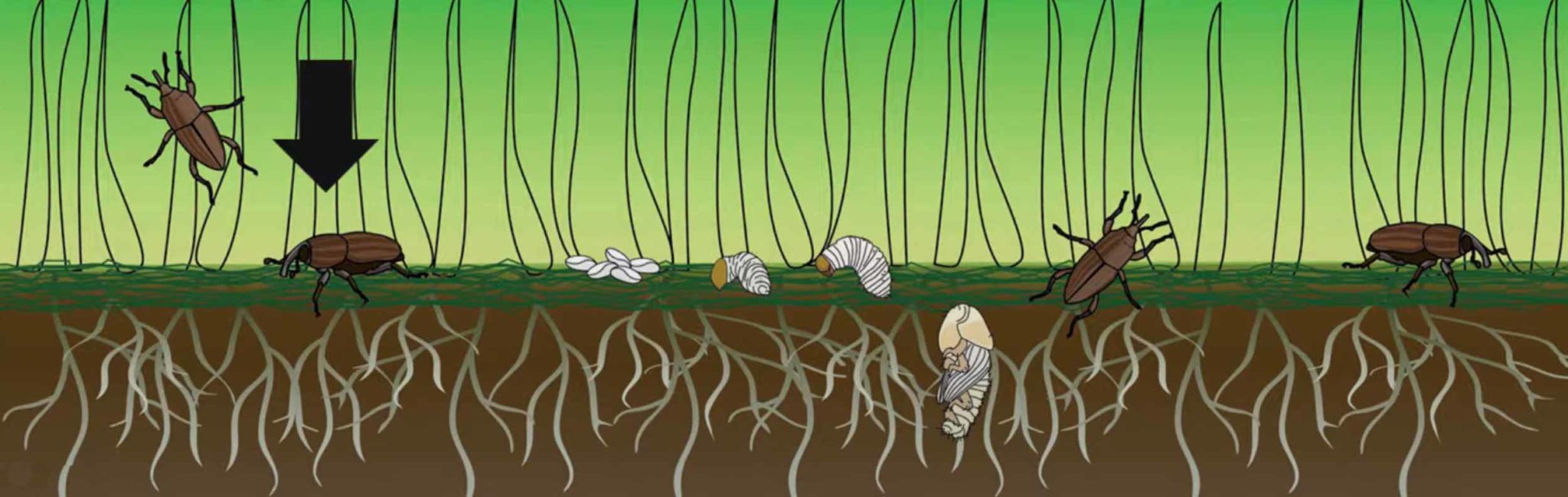 Cridder Ridder of Idaho - Bill Bugs