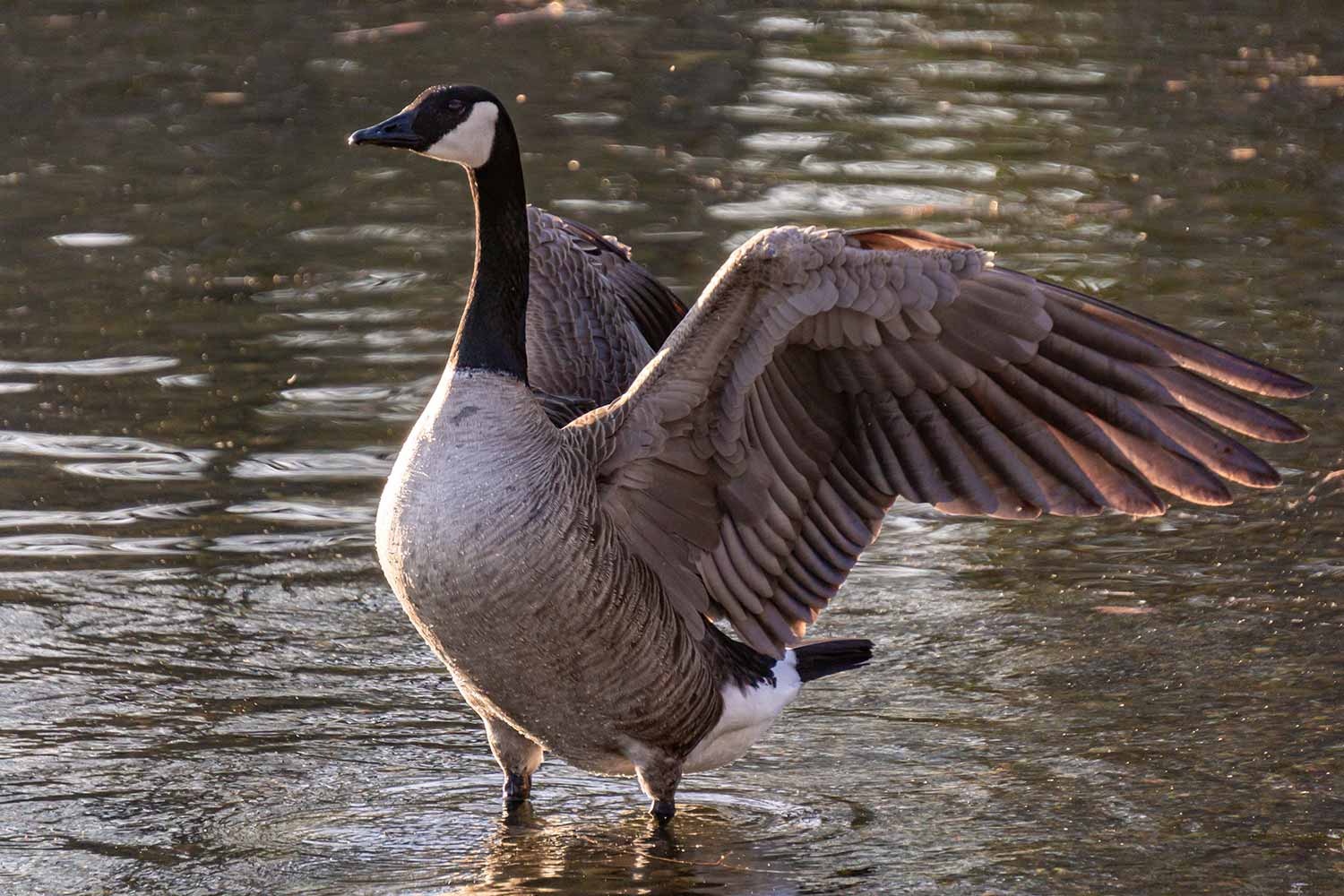 Goose Removal in Boise, ID- Cridder Ridder | Meridian, Idaho